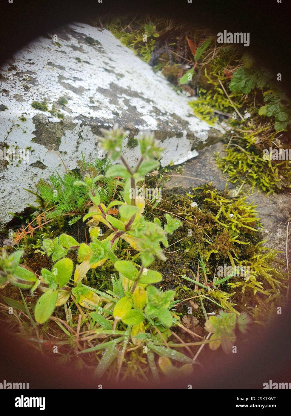 Sticky mouse-ear chickweed (Cerastium glomeratum), Plantae, Peize Stock ...