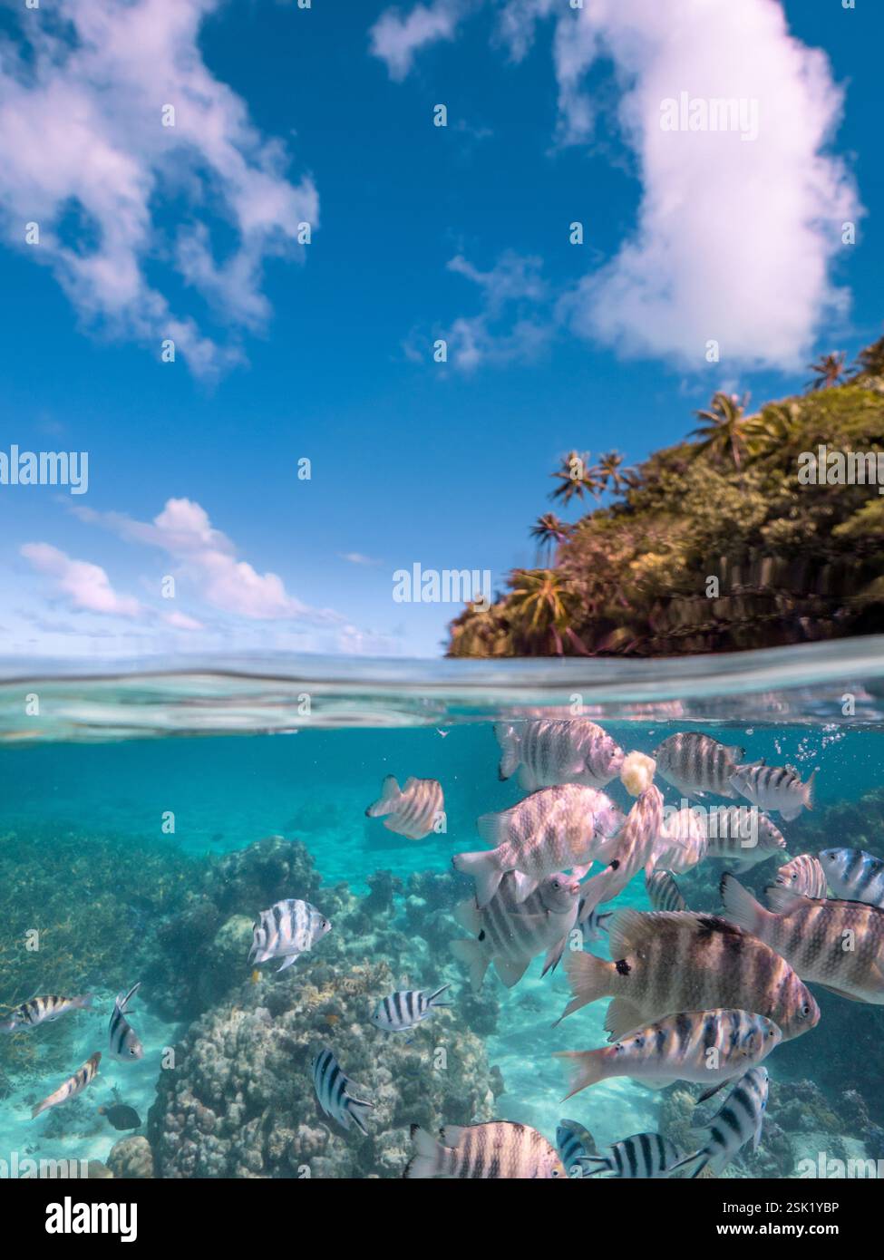 Colourful fish in French Polynesia Stock Photo - Alamy