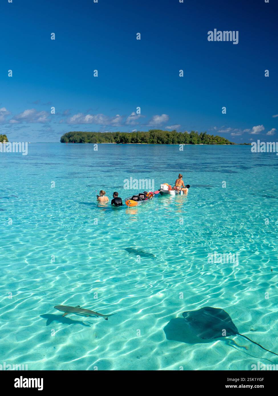 Lagoon in Moorea with reef sharks and stingrays Stock Photo - Alamy
