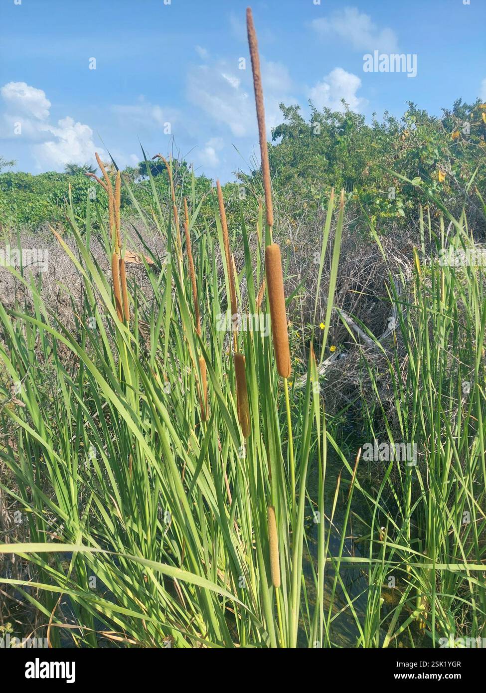 southern cattail (Typha domingensis), Plantae, Morón, CU-CA, CU Stock ...