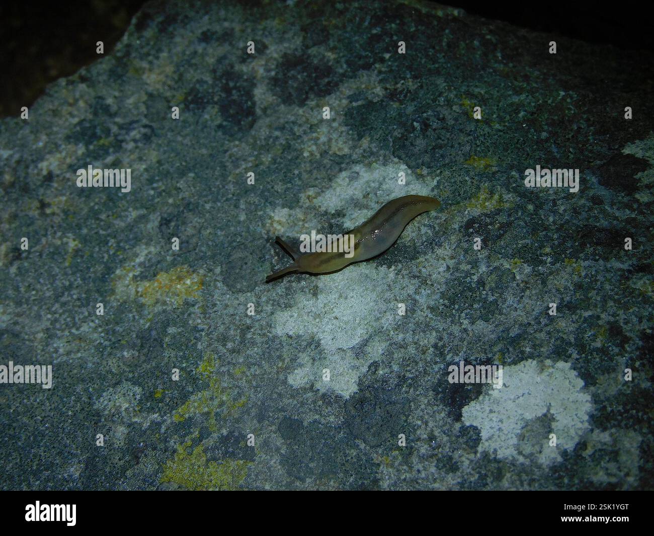 Threeband Slugs (Ambigolimax), Mollusca, Hobart TAS, Australia Stock ...