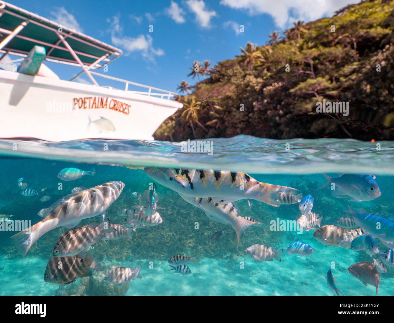 School fish group french hi-res stock photography and images - Alamy
