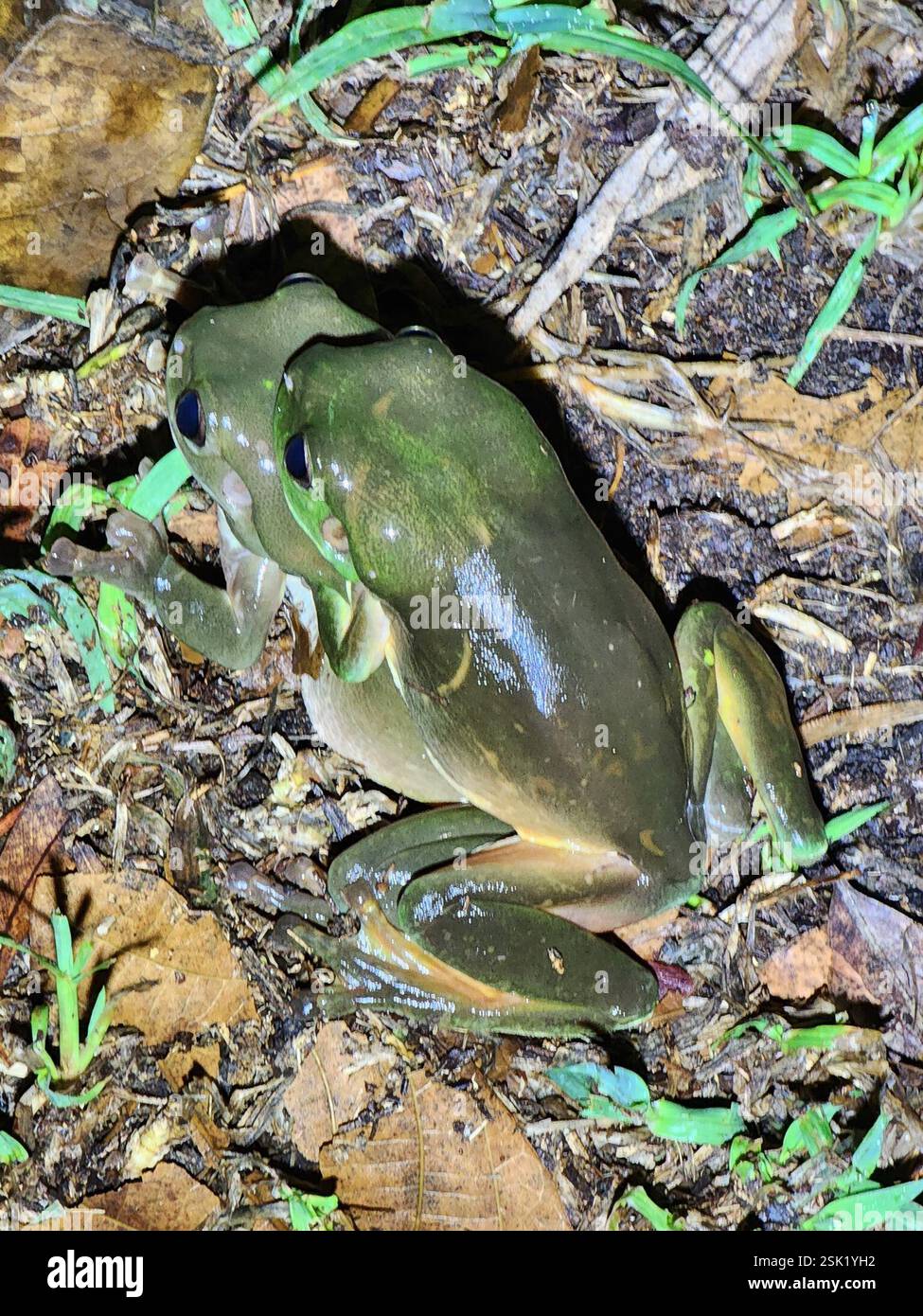 Australian Green Tree Frog (Ranoidea caerulea), Amphibia, Bouldercombe ...