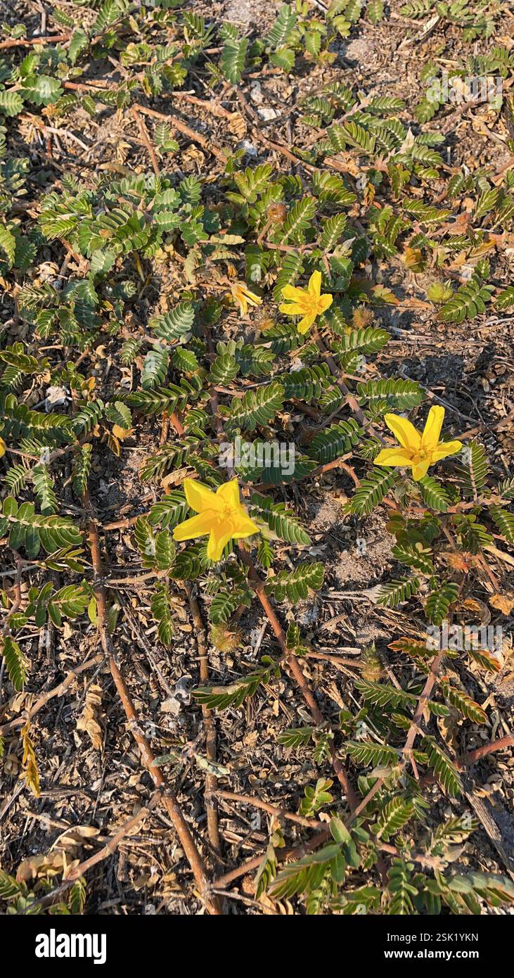 Jamaican feverplant (Tribulus cistoides), Plantae, Boca Raton Stock ...