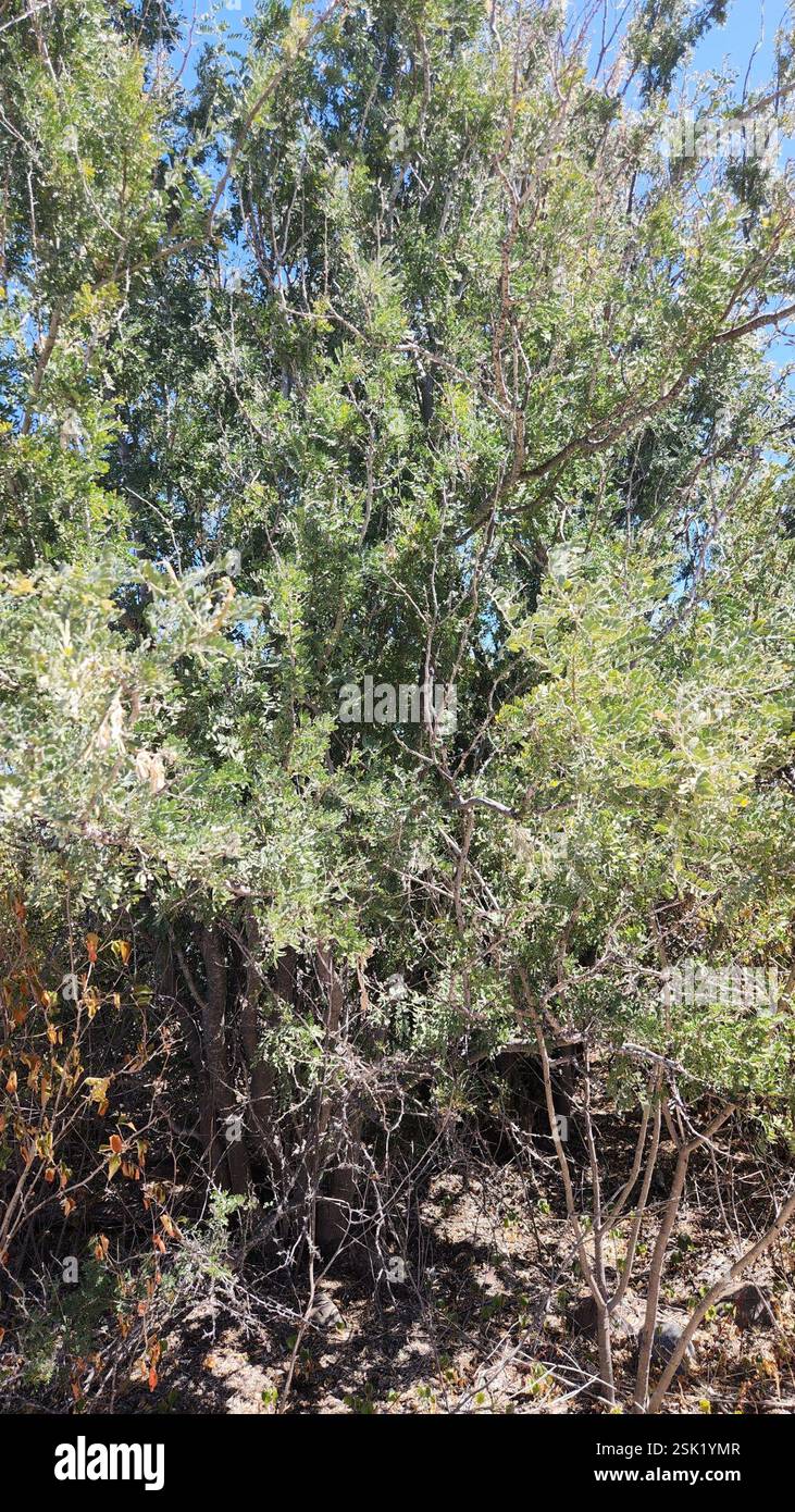 desert ironwood (Olneya tesota), Plantae, Loreto, MX-BS, MX Stock Photo ...
