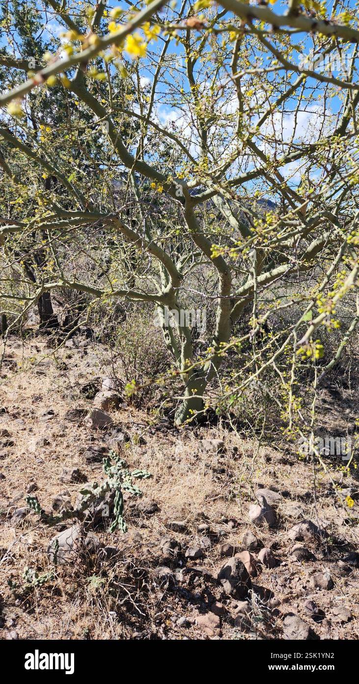 palo brea (Parkinsonia praecox), Plantae, Loreto, MX-BS, MX Stock Photo ...