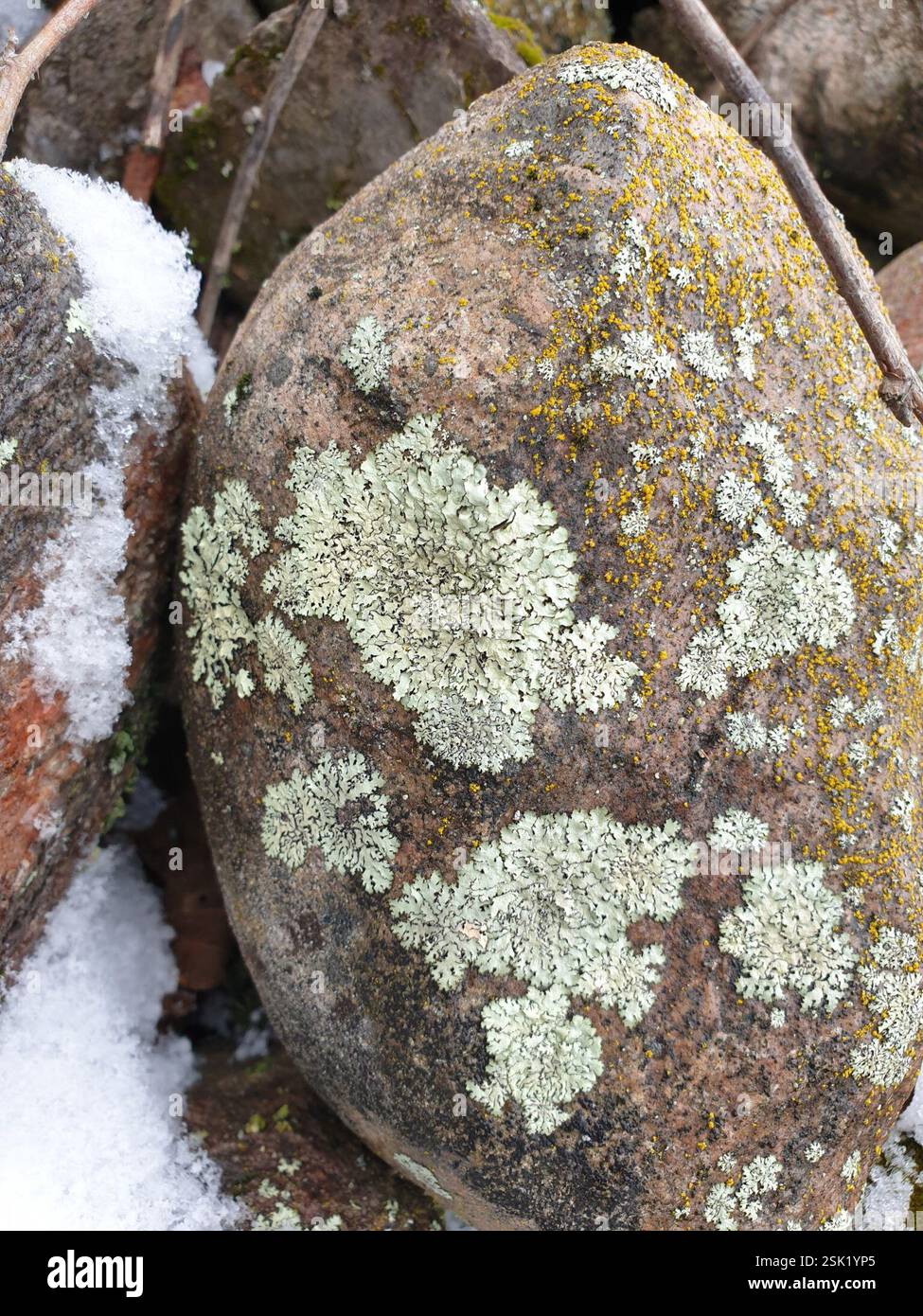 typical shield lichens (Parmelioideae), Fungi, Baltimore, ON K0K 1C0 ...