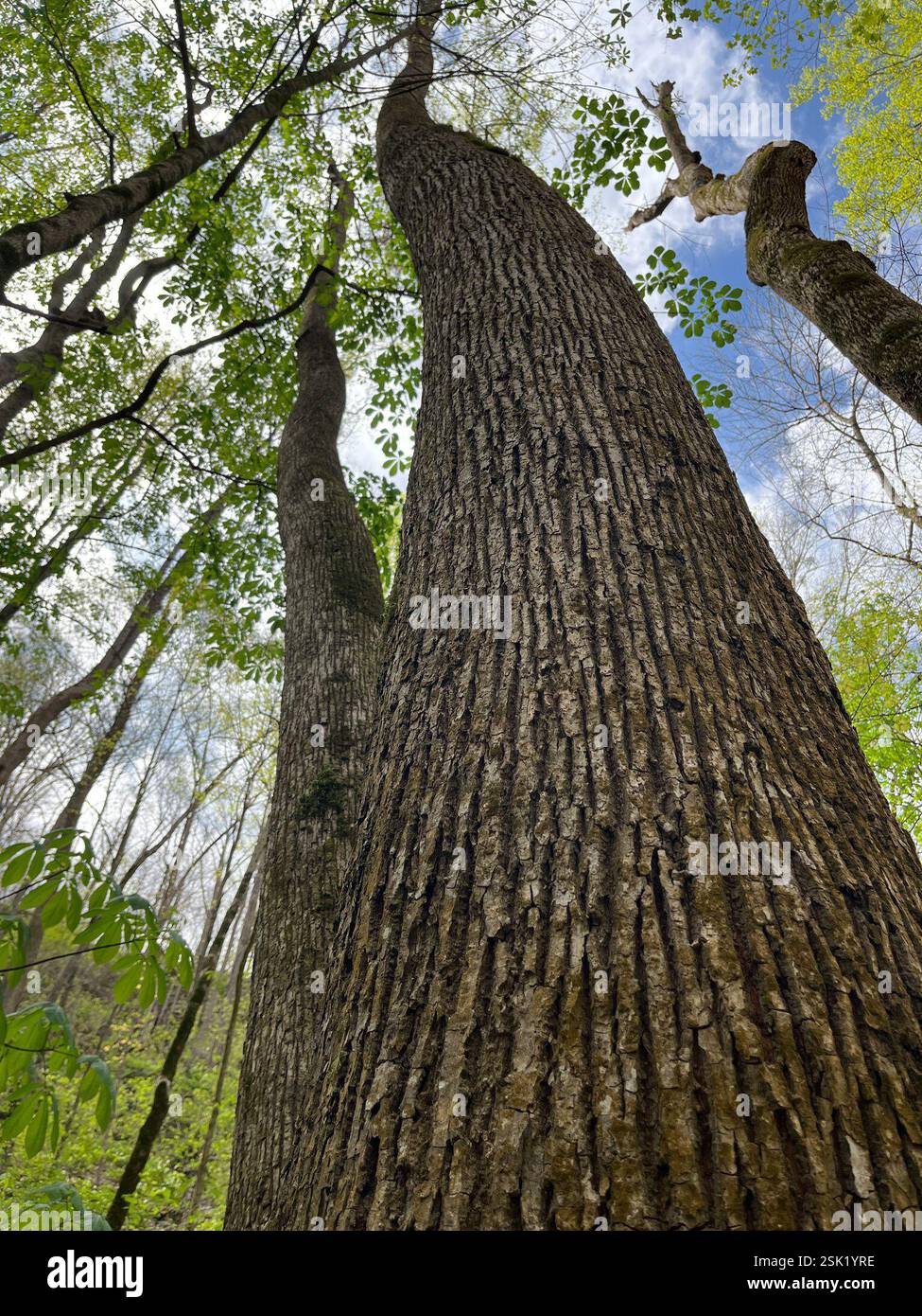 tulip tree (Liriodendron tulipifera), Plantae, Chickamauga, GA, US ...