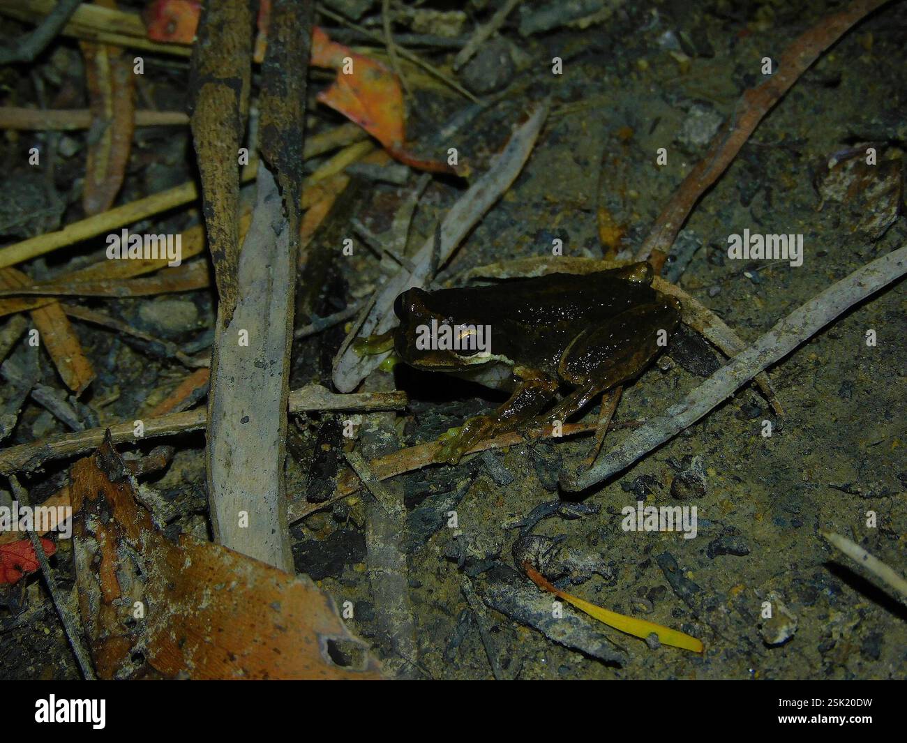 Brown Tree Frog (Litoria ewingii), Amphibia, Hobart TAS, Australia ...