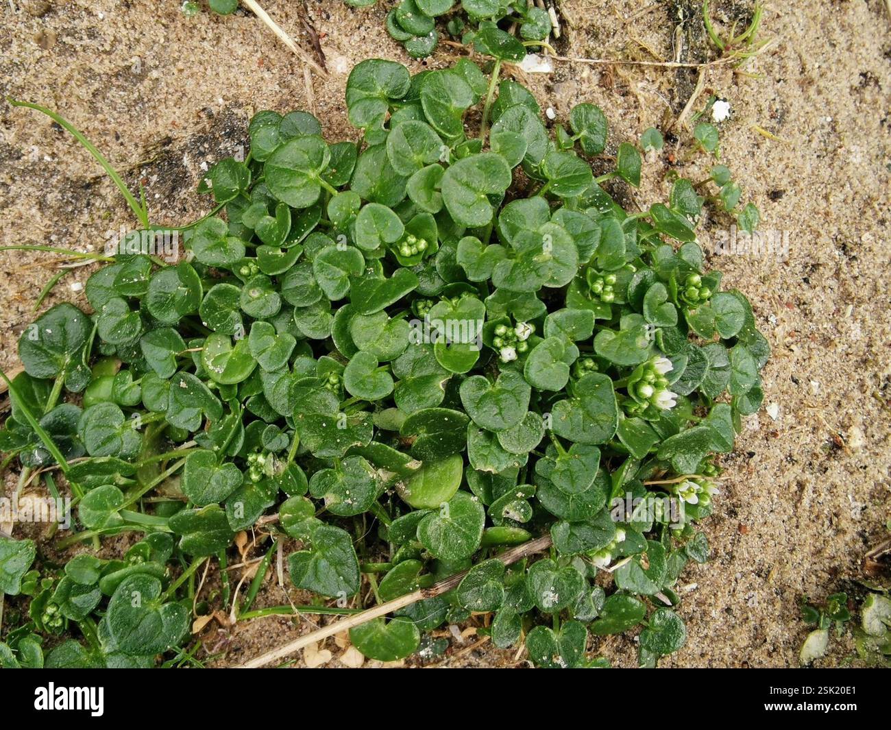 Danish Scurvy-grass (Cochlearia danica), Plantae, Wallasey CH45 3QS, UK ...