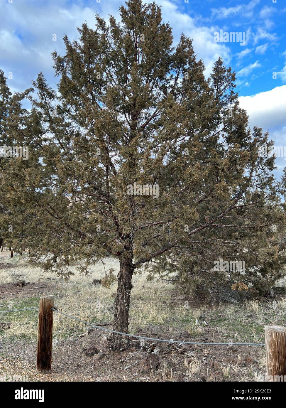 western juniper (Juniperus occidentalis), Plantae, Deschutes County, OR ...
