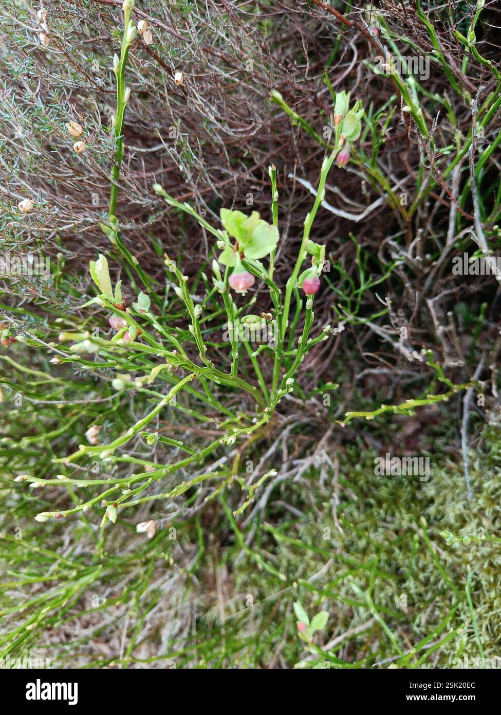 common bilberry (Vaccinium myrtillus), Plantae, Ganllwyd Stock Photo ...