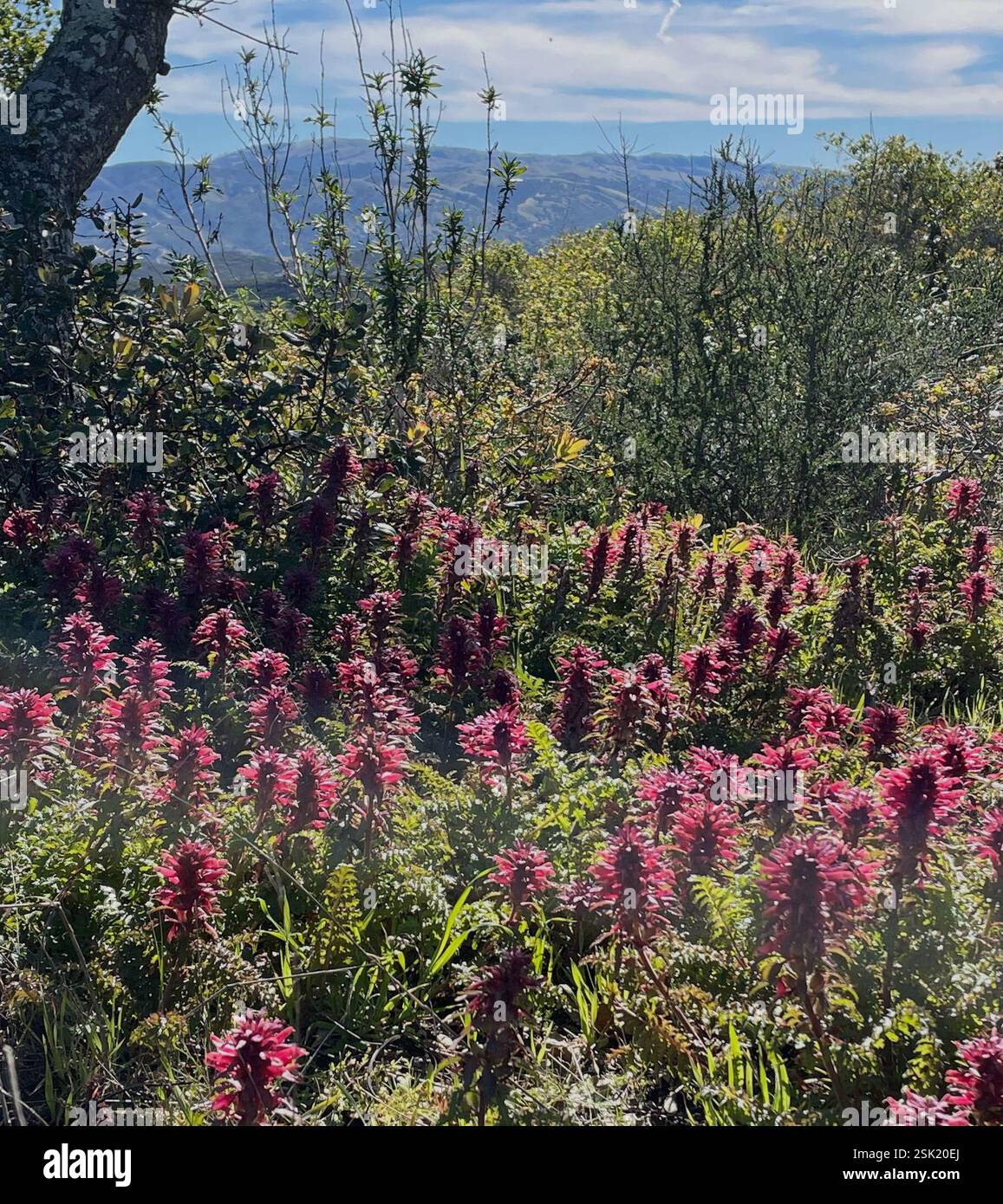 Warrior's Plume (Pedicularis densiflora), Plantae, Fort Ord National ...