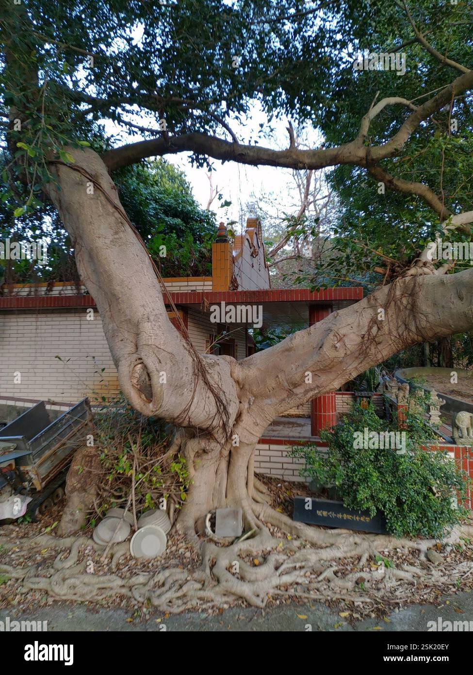 Figs (Ficus), Plantae, 242, Taiwan, 新北市新莊區丹鳳里 Stock Photo - Alamy