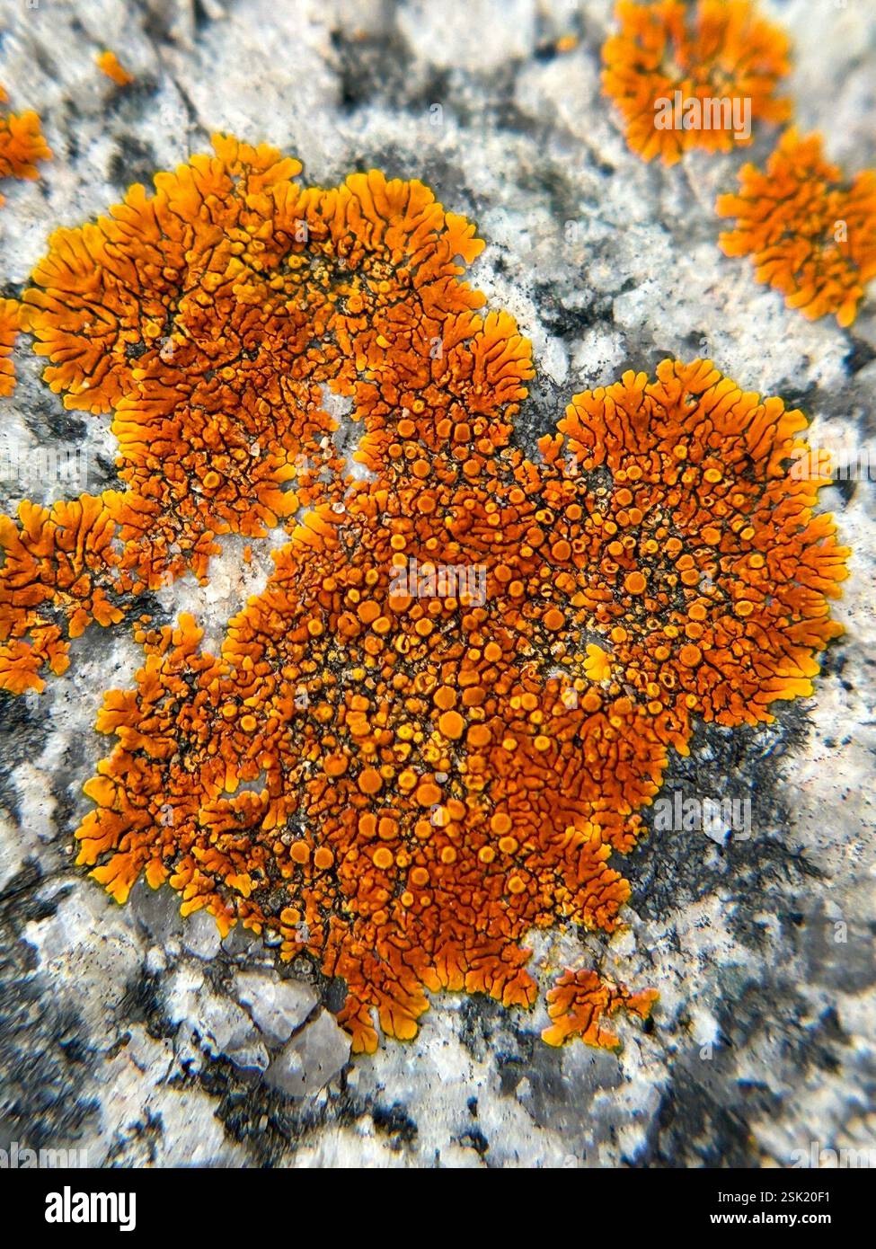 Flame Firedot Lichen (Polycauliona ignea), Fungi, Monaña de Oro State ...