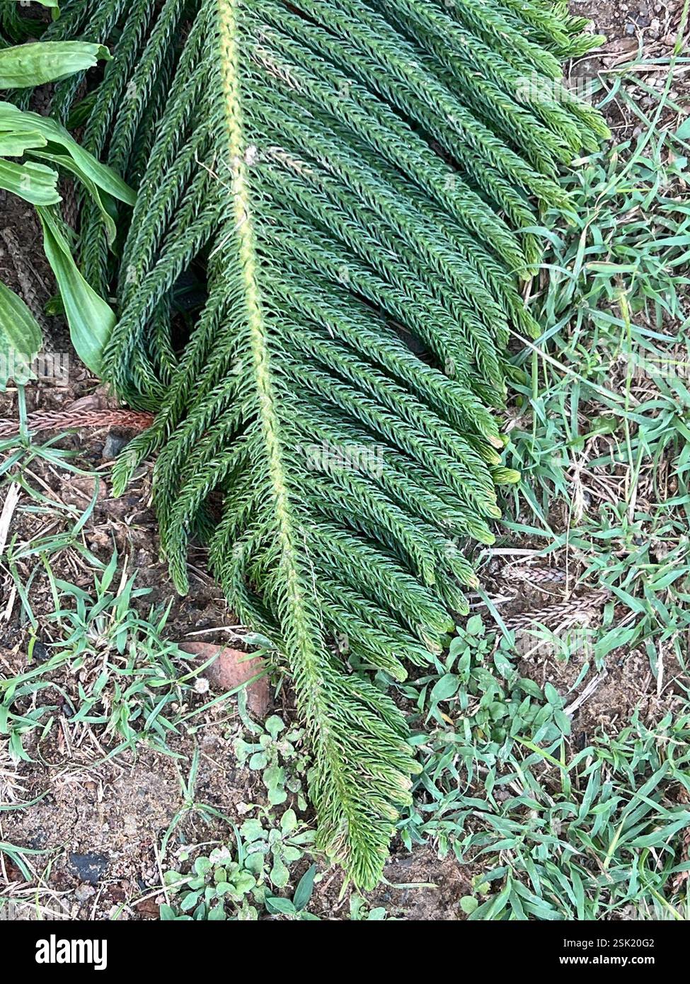 Cook pine (Araucaria columnaris), Plantae, Oʻahu, Hauula, HI, US Stock ...