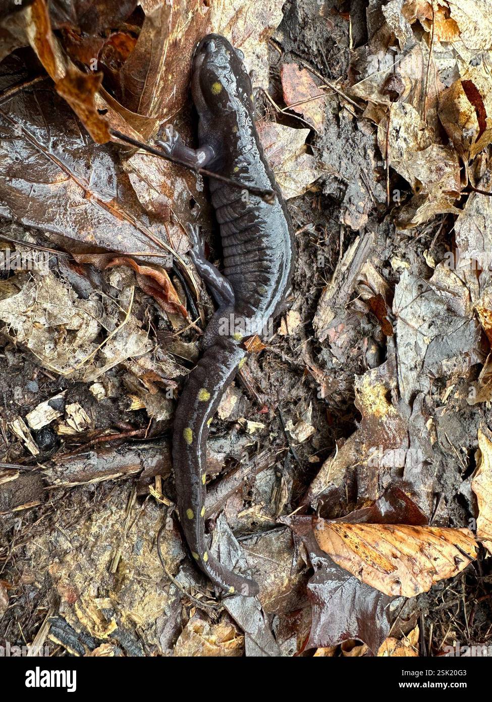 Spotted Salamander (Ambystoma maculatum), Amphibia, Ohio, US, Found 2 at this location in a ...