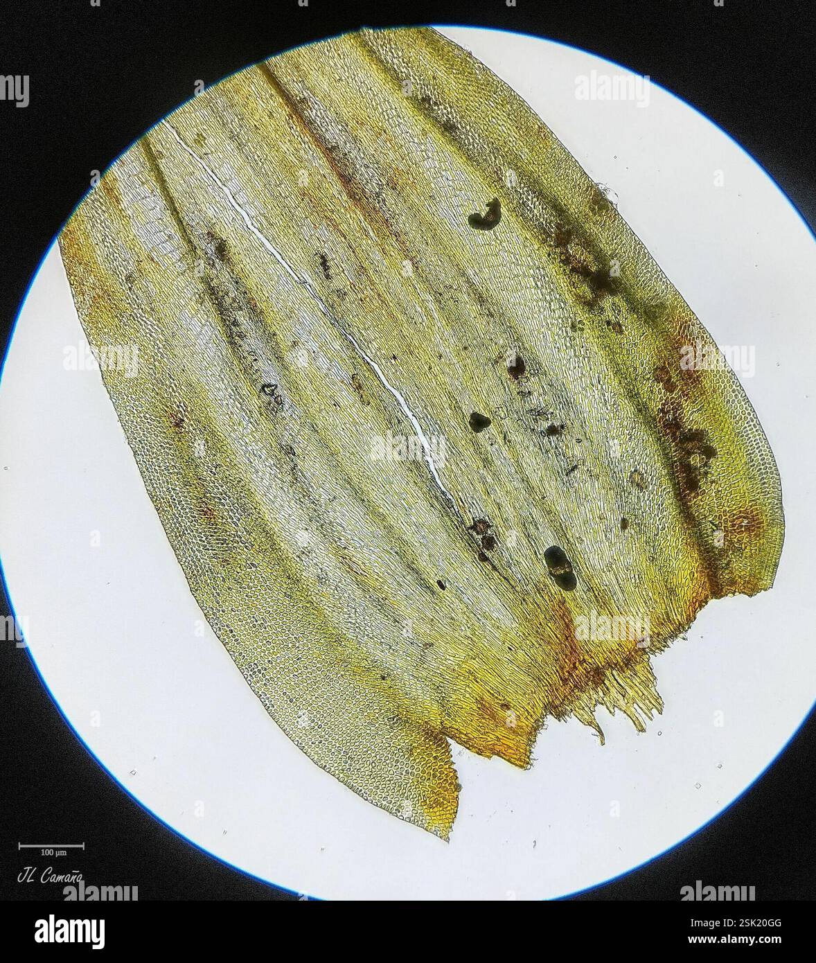 squirrel-tail moss (Leucodon sciuroides), Plantae, Lugo, España, On ...