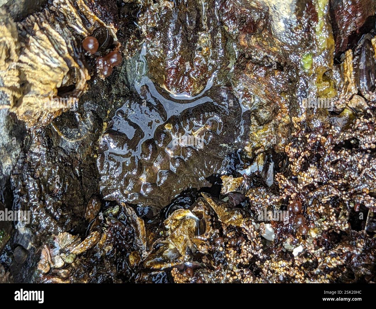 Black Leather Chiton (Katharina tunicata), Mollusca, Oak Bay, BC ...
