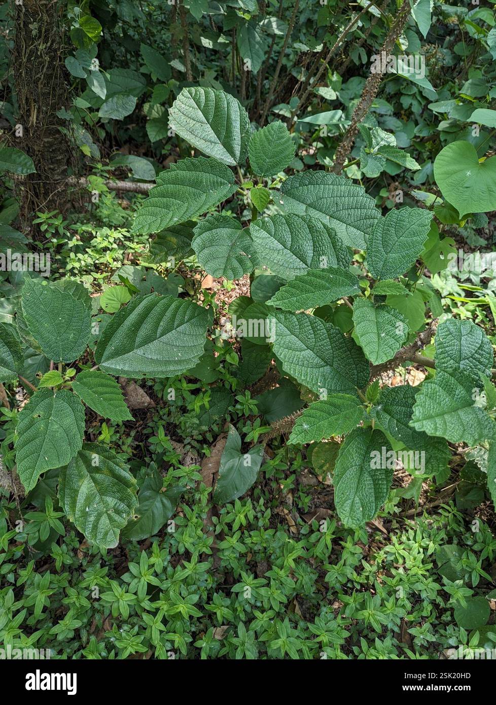 Scratchbush (Urera baccifera), Plantae, Patulul, Guatemala Stock Photo ...