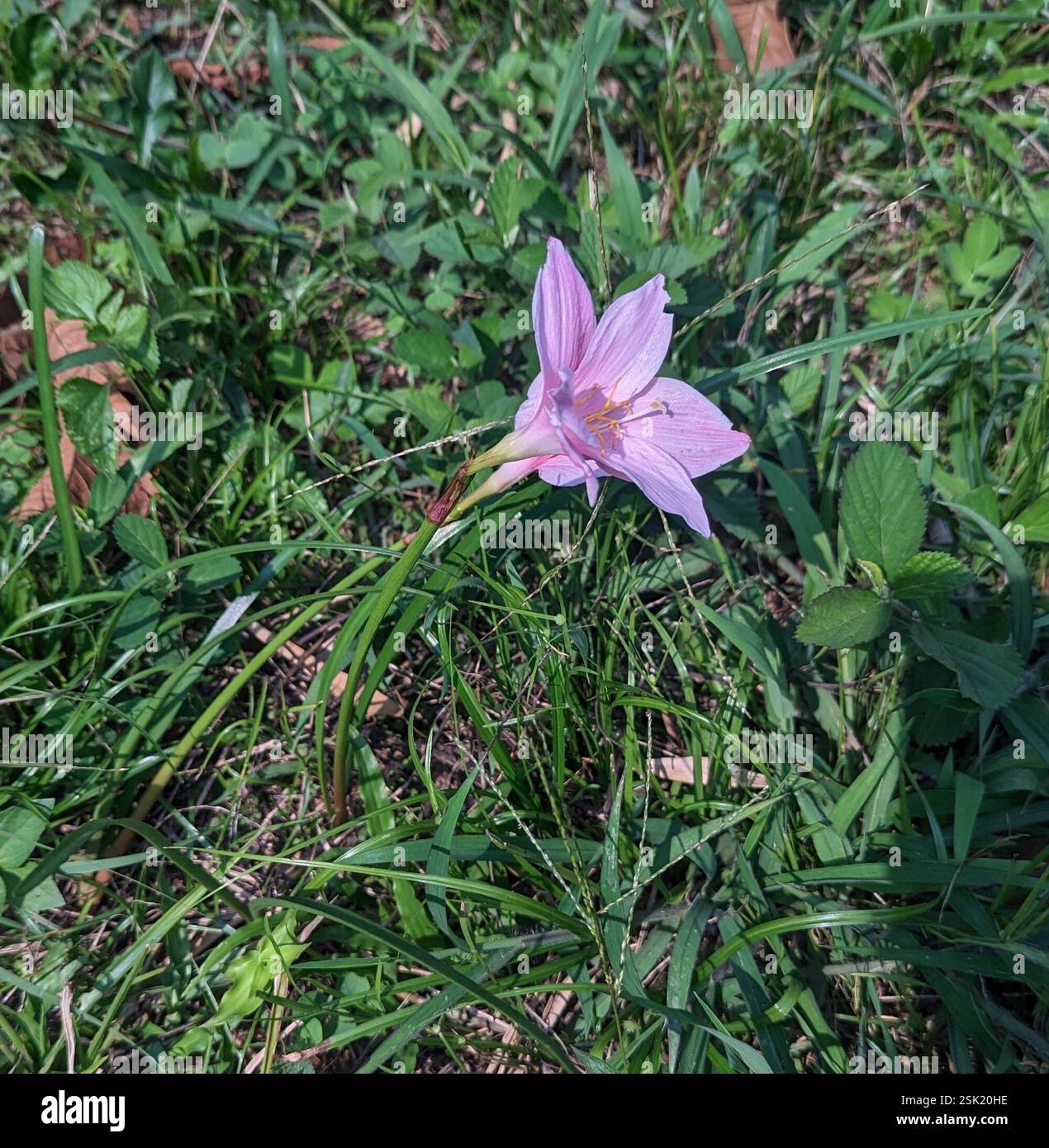 Rain lilies (Zephyranthes), Plantae, Patulul, GT-SU, GT Stock Photo - Alamy