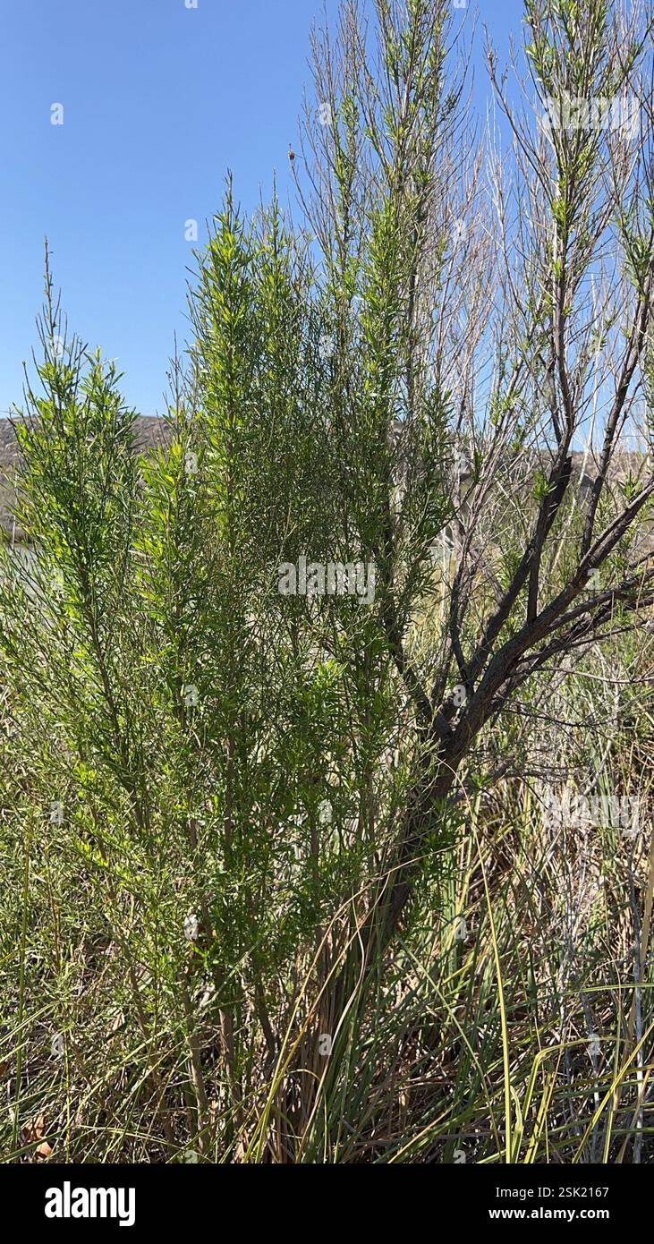 Poverty Weed (Baccharis neglecta), Plantae, Amistad National Recreation ...
