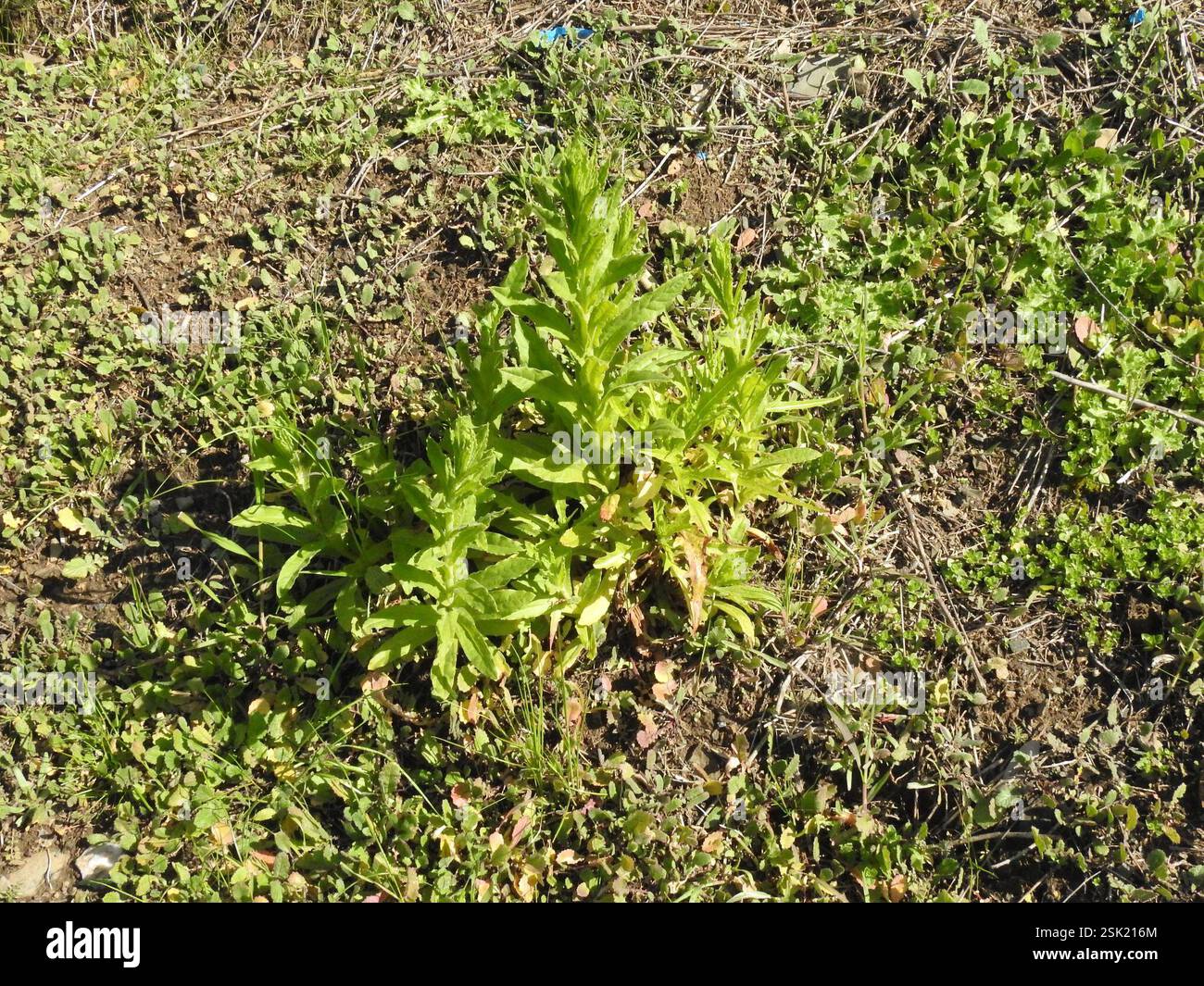 rabbit-tobaccos (Pseudognaphalium), Plantae, Los Angeles, California ...