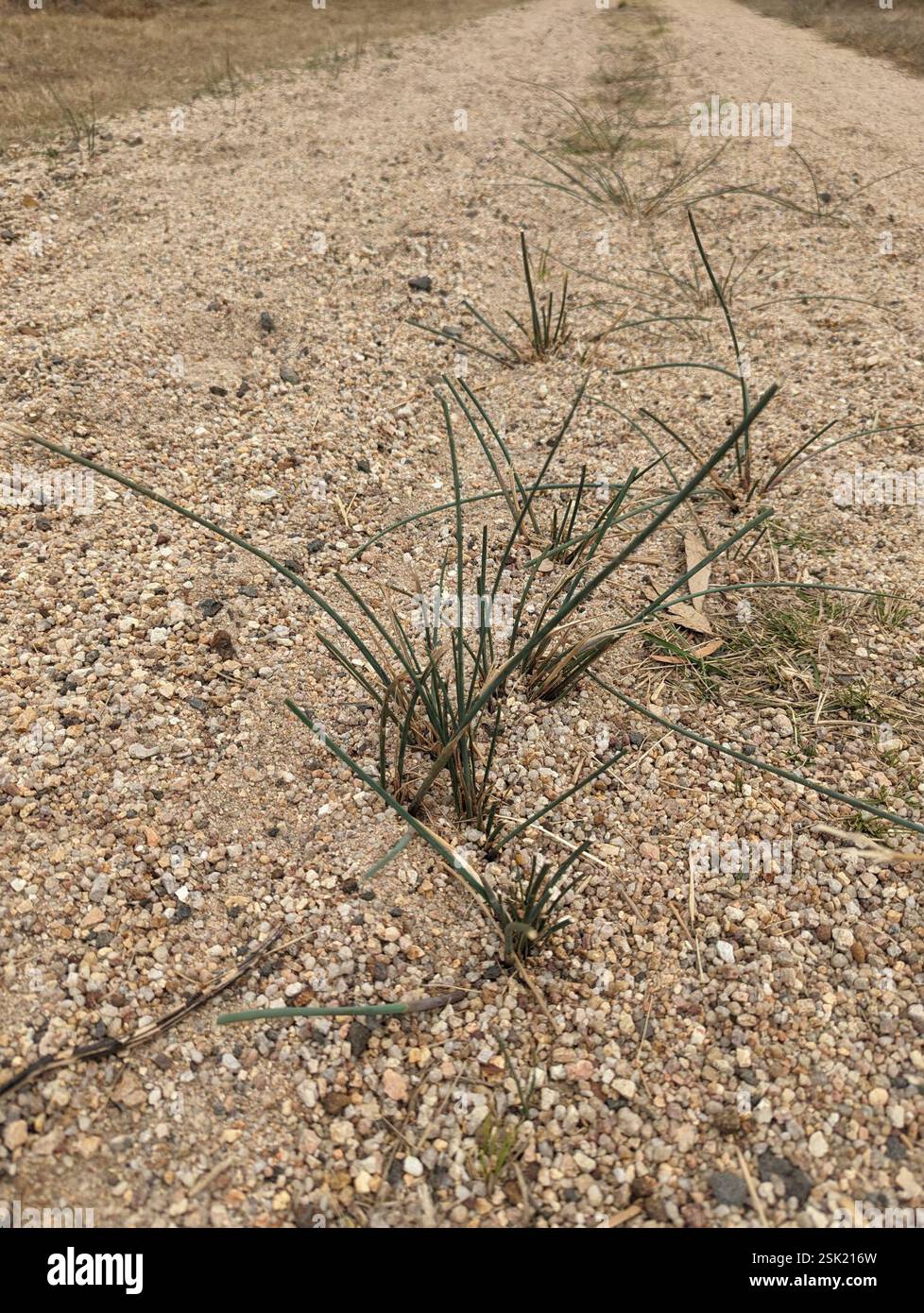 monocots (Liliopsida), Plantae, Greenvale VIC 3059, Australia Stock ...