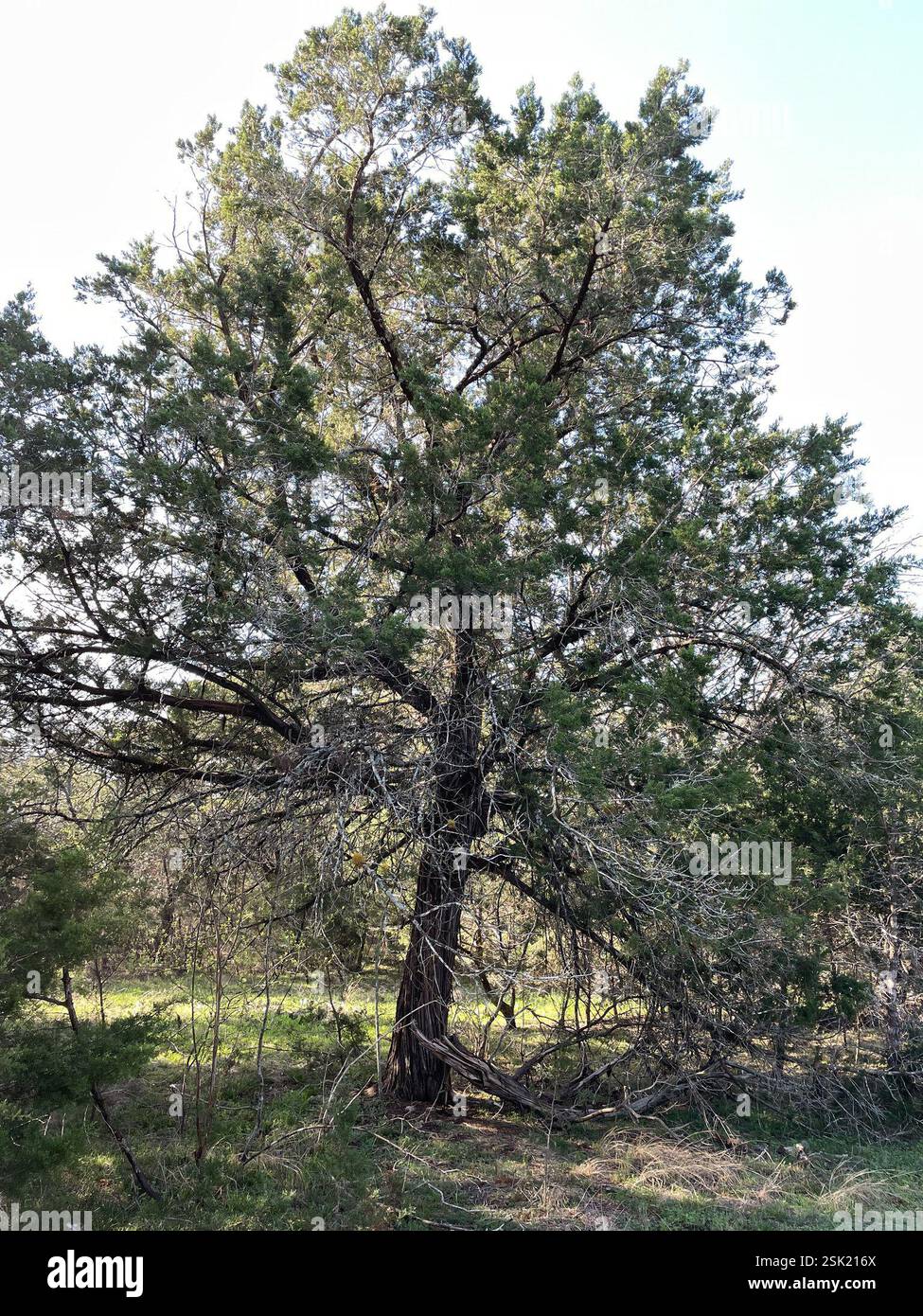 Ashe juniper (Juniperus ashei), Plantae, Leona Park Ln, Moody, TX, US ...