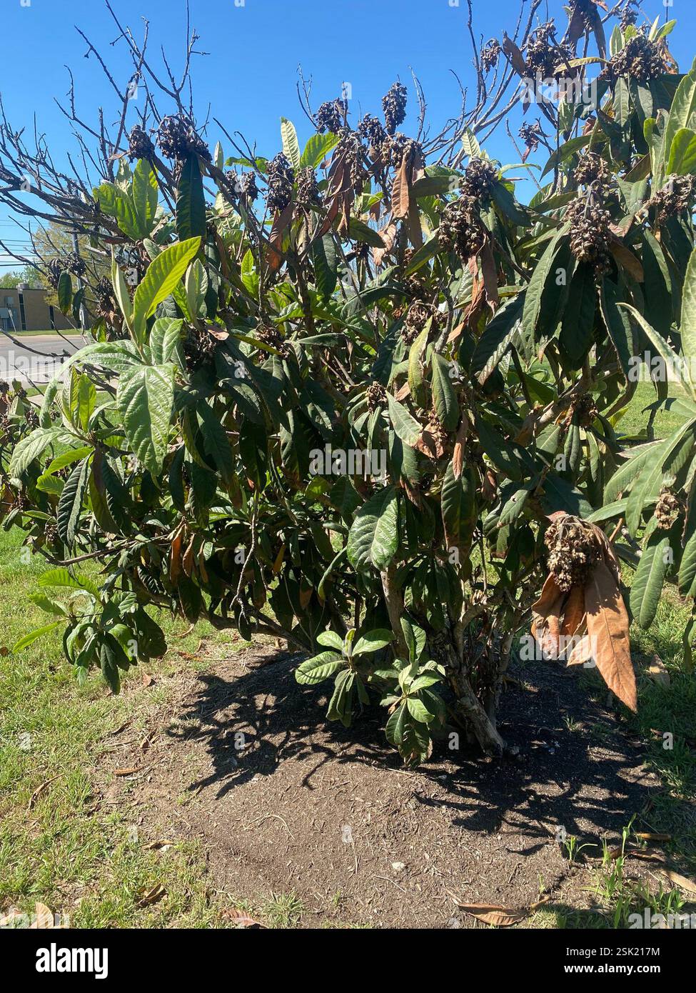 Loquat (Eriobotrya japonica), Plantae, Tom Miller St, Austin, TX, US ...