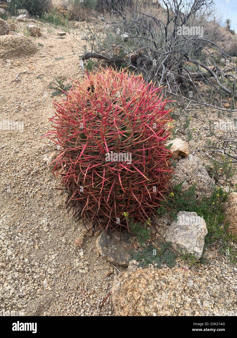 California Barrel Cactus (Ferocactus cylindraceus), Plantae, Joshua ...