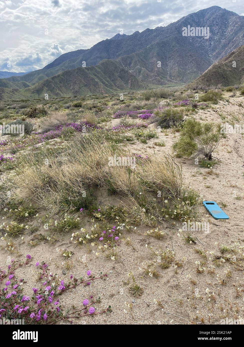 Big Galleta (Hilaria rigida), Plantae, Whip Dr, Borrego Springs, CA, US ...
