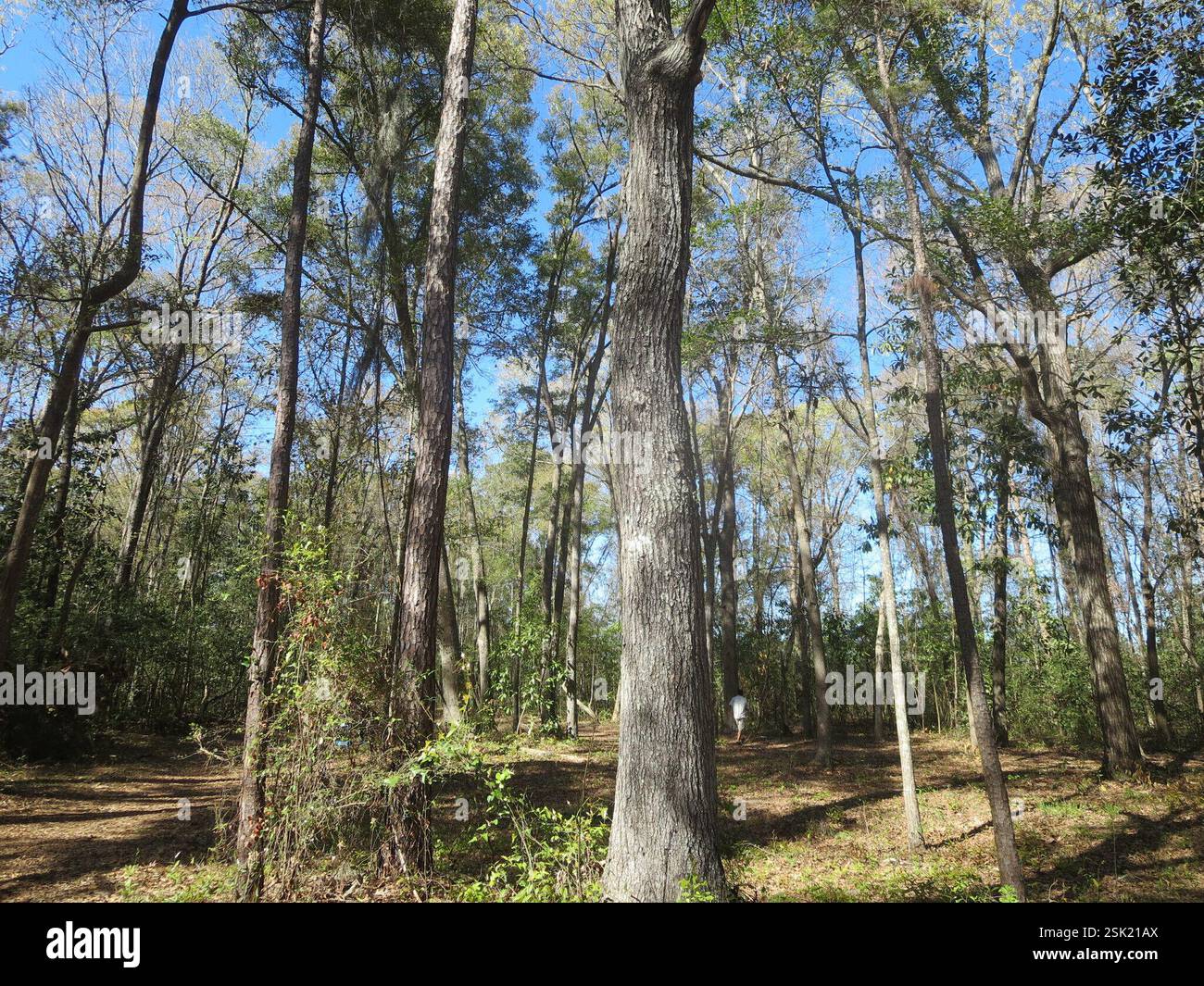 southern red oak (Quercus falcata), Plantae, Windsor Forest, Savannah ...