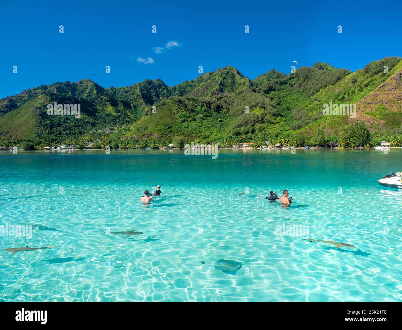 Lagoon in Moorea with reef sharks and stingrays Stock Photo - Alamy