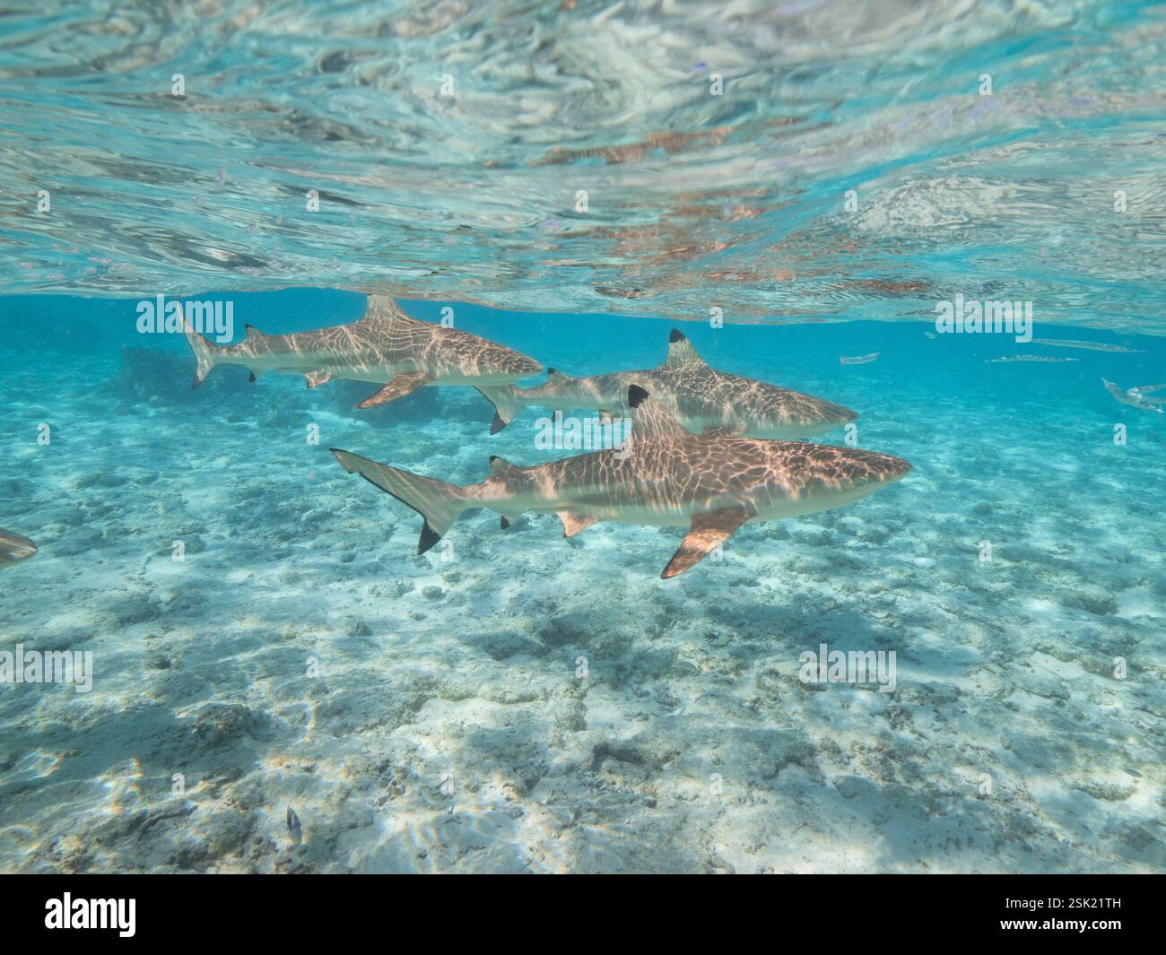 Swimming with reef sharks and stingrays at Bora Bora Stock Photo - Alamy