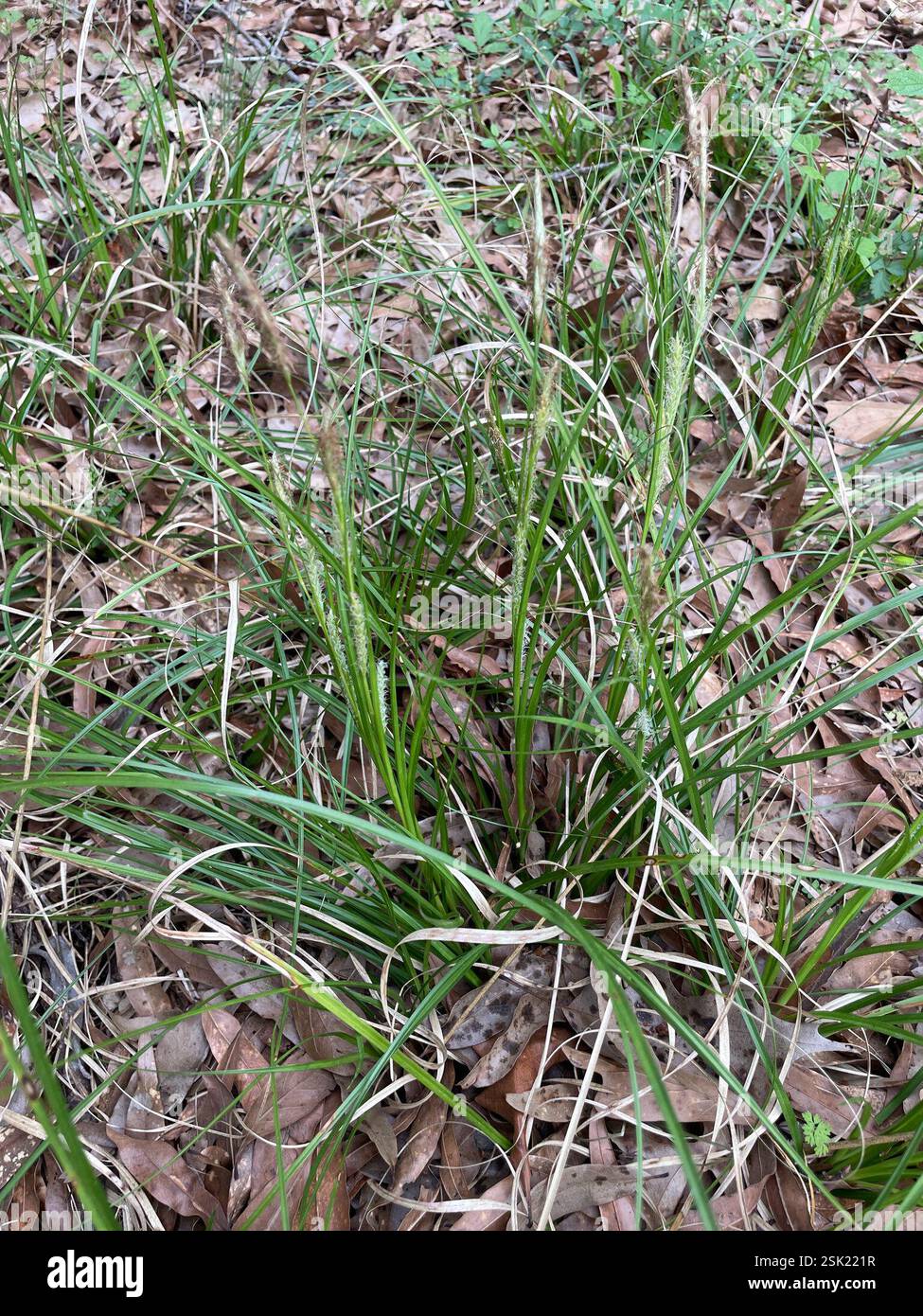 Cherokee sedge (Carex cherokeensis), Plantae, Ferriday, LA, US Stock ...