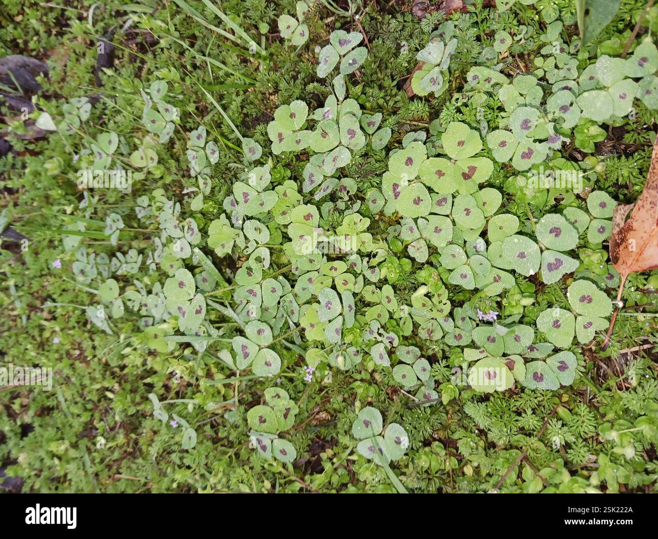 Spotted medick (Medicago arabica), Plantae, 76262 Stock Photo - Alamy