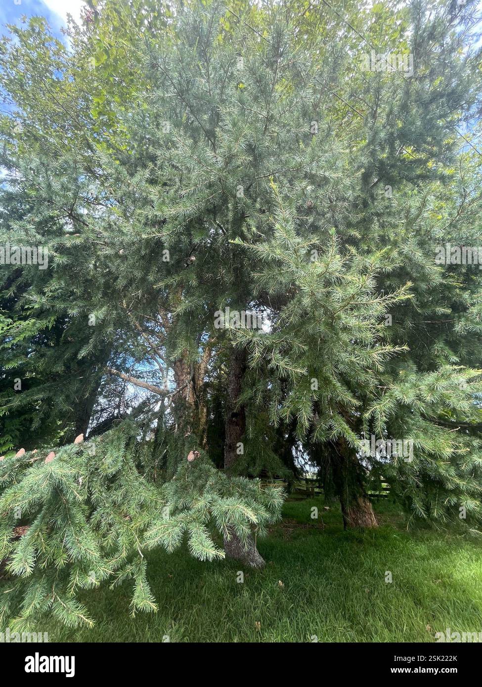 Deodar cedar (Cedrus deodara), Plantae, North Island, Hamilton, Waikato ...