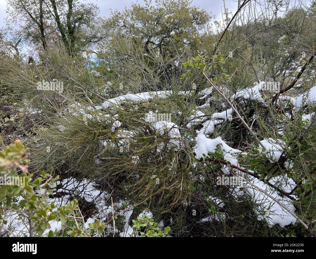 chamise (Adenostoma fasciculatum), Plantae, Orange County, CA, USA ...