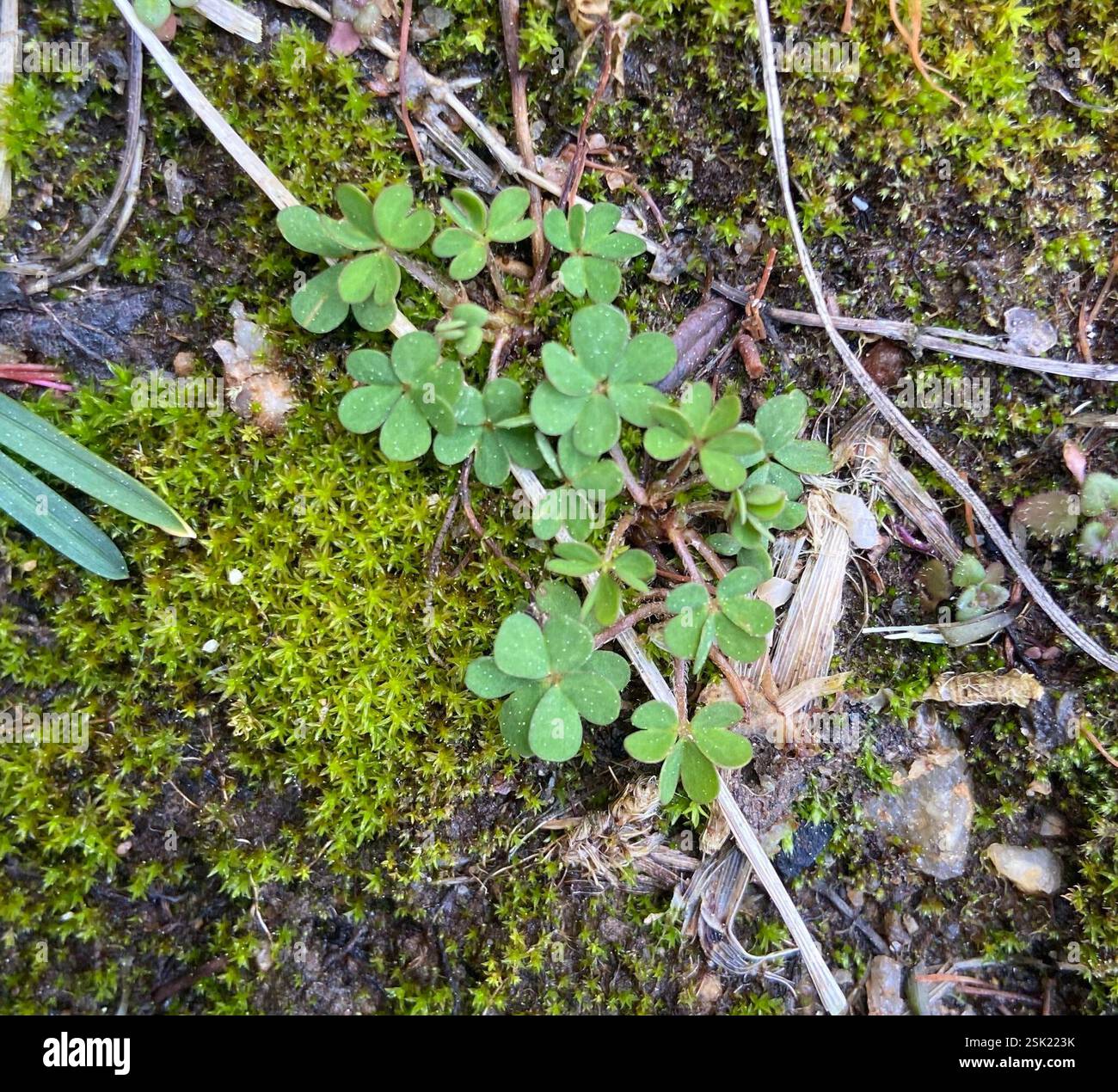 (Faboideae), Plantae, California, US Stock Photo - Alamy