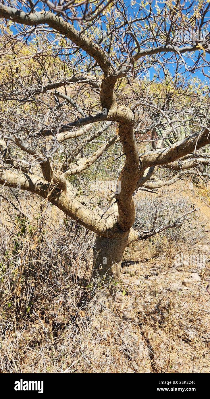 elephant tree (Bursera microphylla), Plantae, Loreto, MX-BS, MX Stock ...