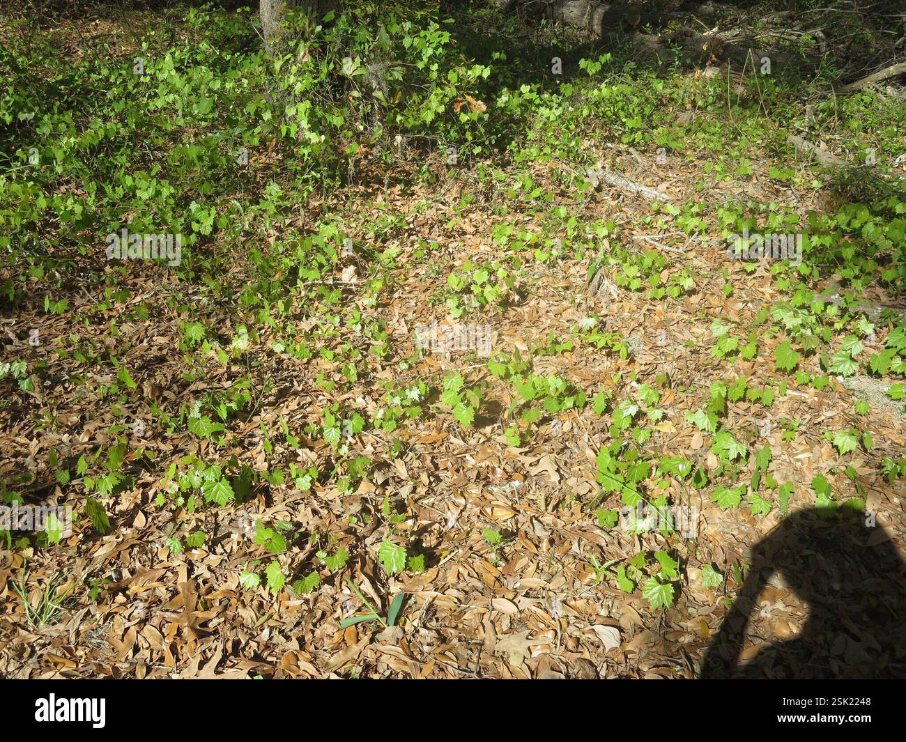 muscadine (Vitis rotundifolia), Plantae, Windsor Forest, Savannah, GA ...