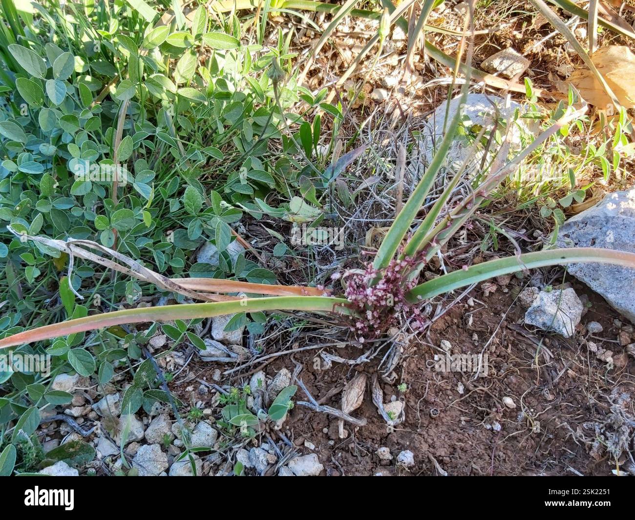 Clover Dodder (Cuscuta epithymum), Plantae, Pembrukas, Malta Stock ...