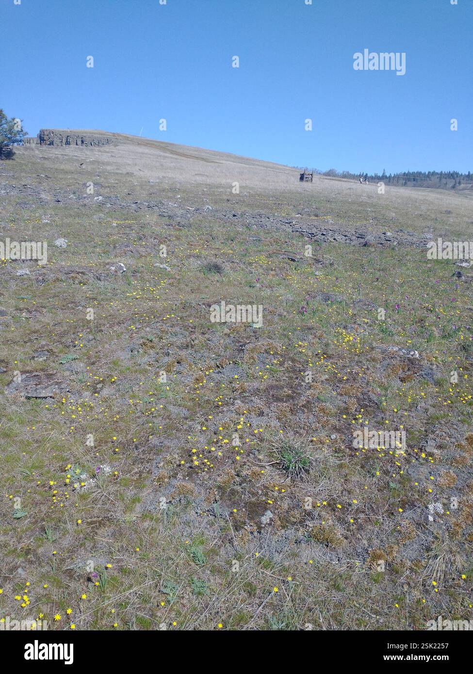 spring gold (Crocidium multicaule), Plantae, White Salmon, WA 98672 ...