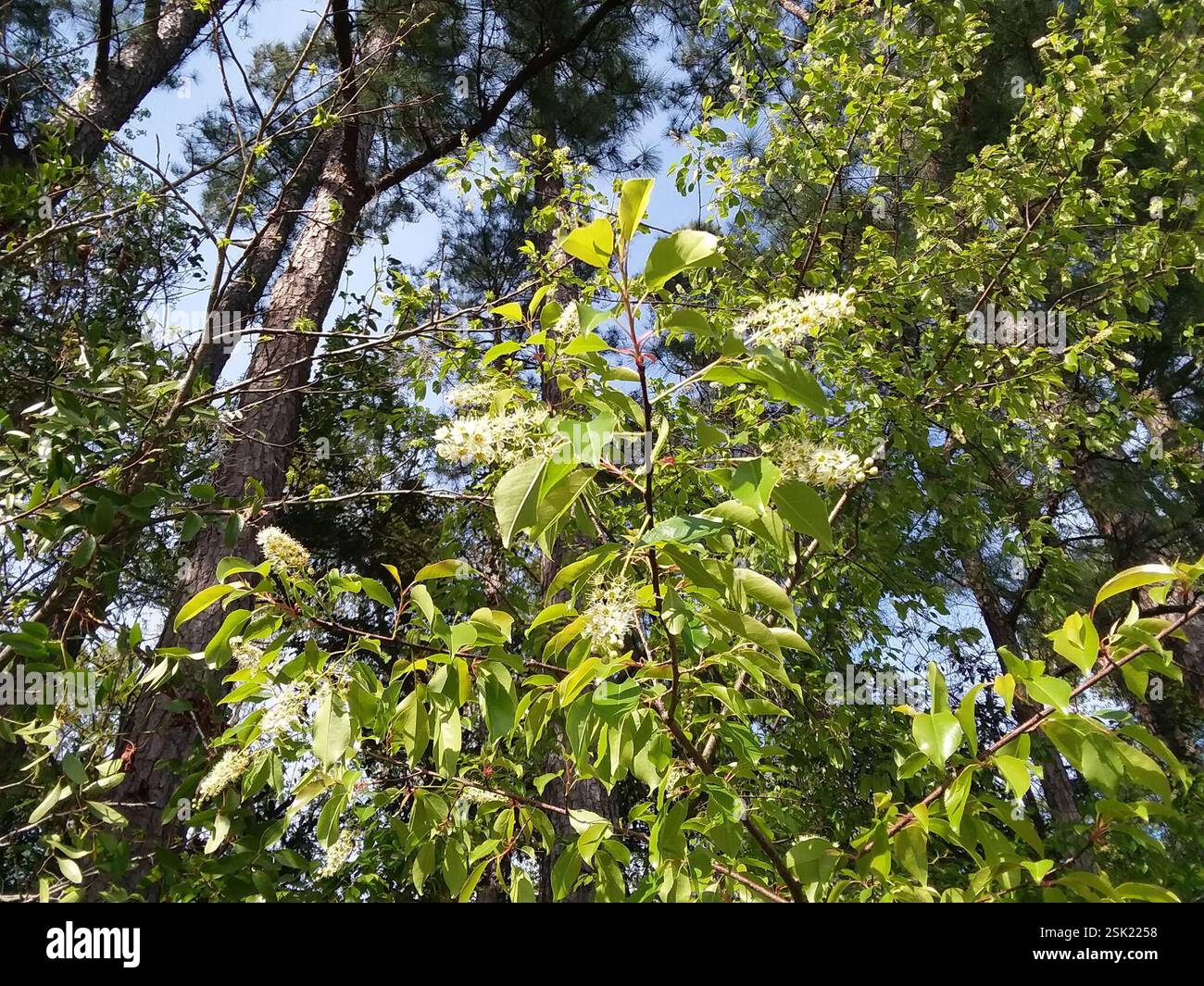 black cherry (Prunus serotina), Plantae, Windsor Forest, Savannah, GA ...