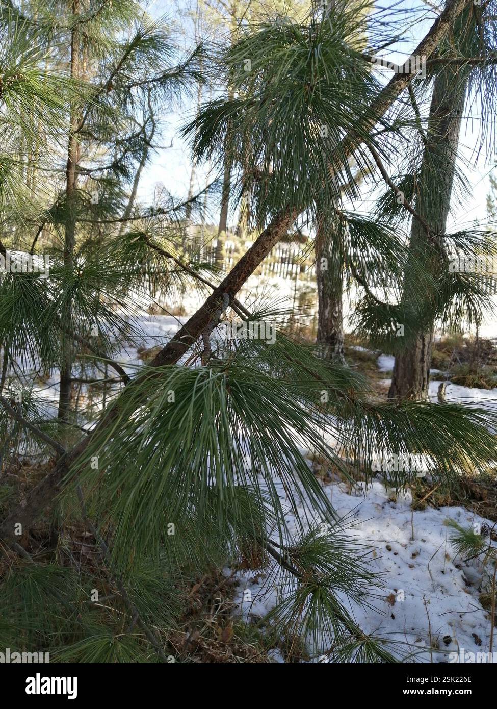 Siberian pine (Pinus sibirica), Plantae, Иркутская обл., Россия, 665490 ...