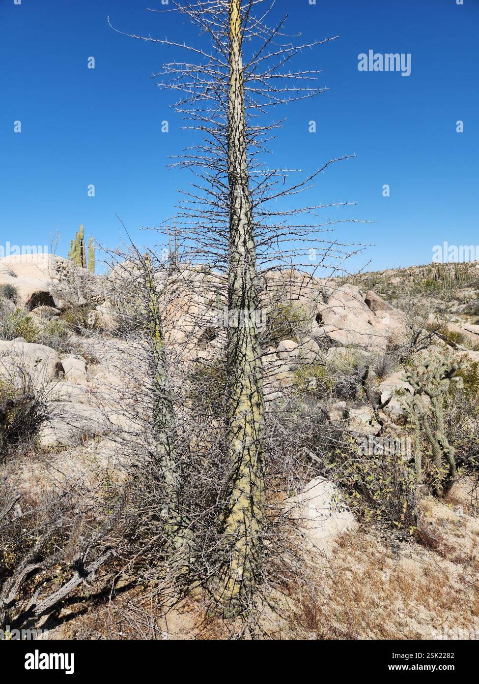 Boojum tree (Fouquieria columnaris), Plantae, Ensenada, MX-BN, MX Stock Photo - Alamy
