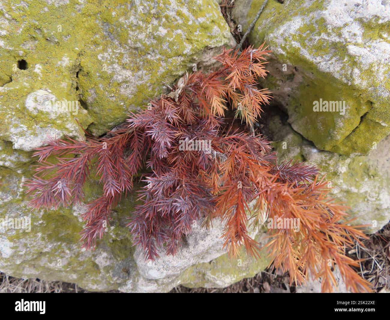 eastern redcedar (Juniperus virginiana), Plantae, Columbia, Wisconsin ...