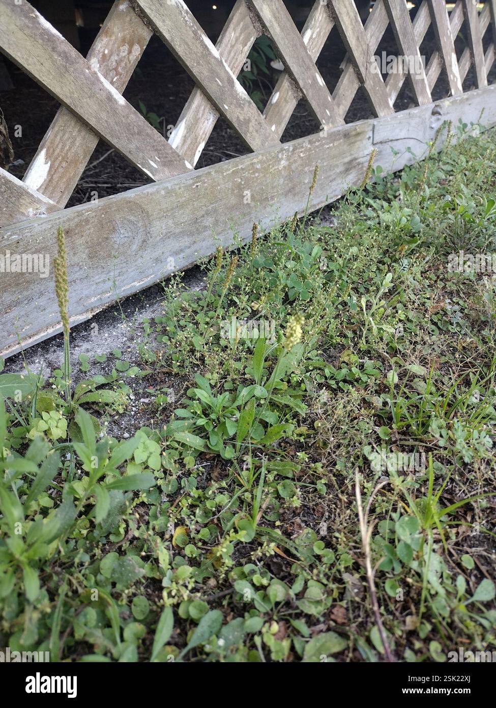 dwarf plantain (Plantago virginica), Plantae, Palm Coast, FL 32137, USA ...