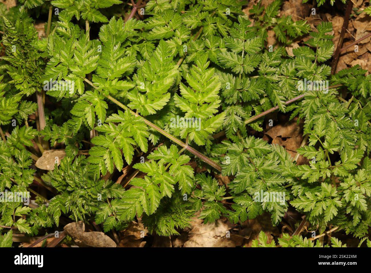 Cow Parsley (Anthriscus sylvestris), Plantae, Netherley Park, Wood Lane ...